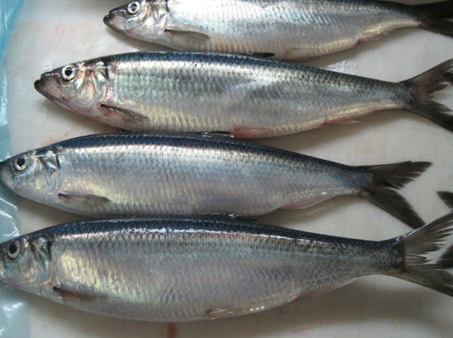 Especies marinas de interes bromatologico: Clupea harengus Linnaeus ...