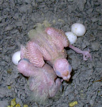 A Writer's 'Not-so-Naughty' Thoughts: Thoughtful Thursday - Nelson–a ...