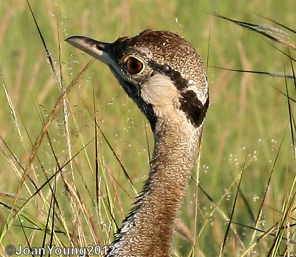 South African Photographs: Black-bellied Korhaan