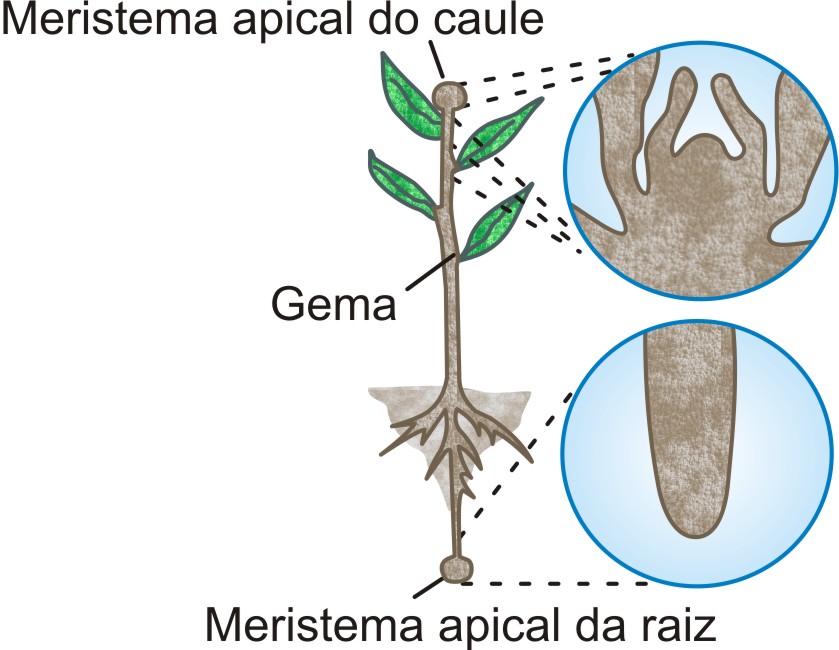 Biologia no ensino médio: 3º ANO - ANO - AULA 20 - HISTOLOGIA VEGETAL ...