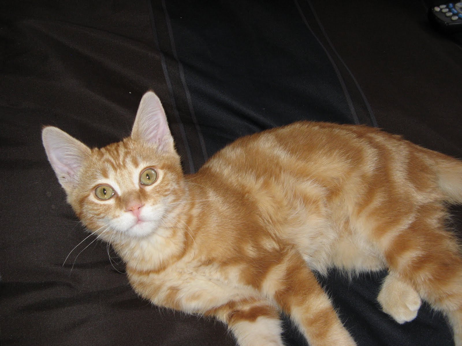 Classic Tabby Orange at Celia Powell blog