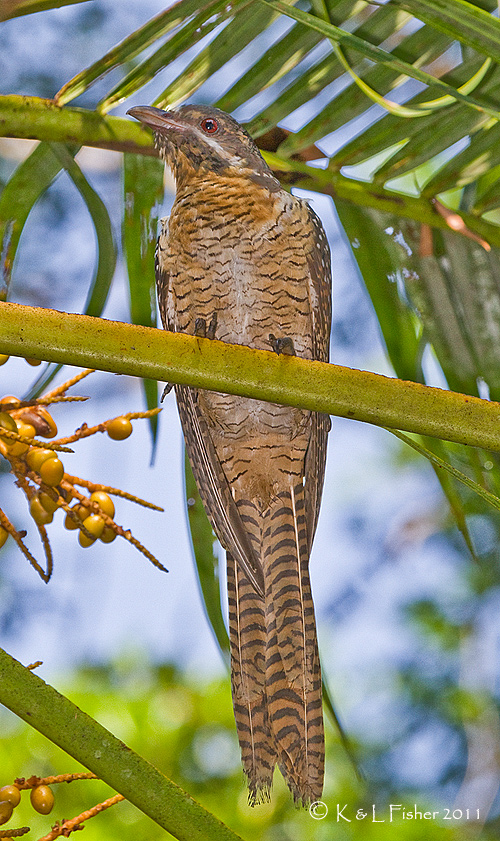 Kingfisher Park Birdwatchers Lodge (old): 12th June 2011 Report