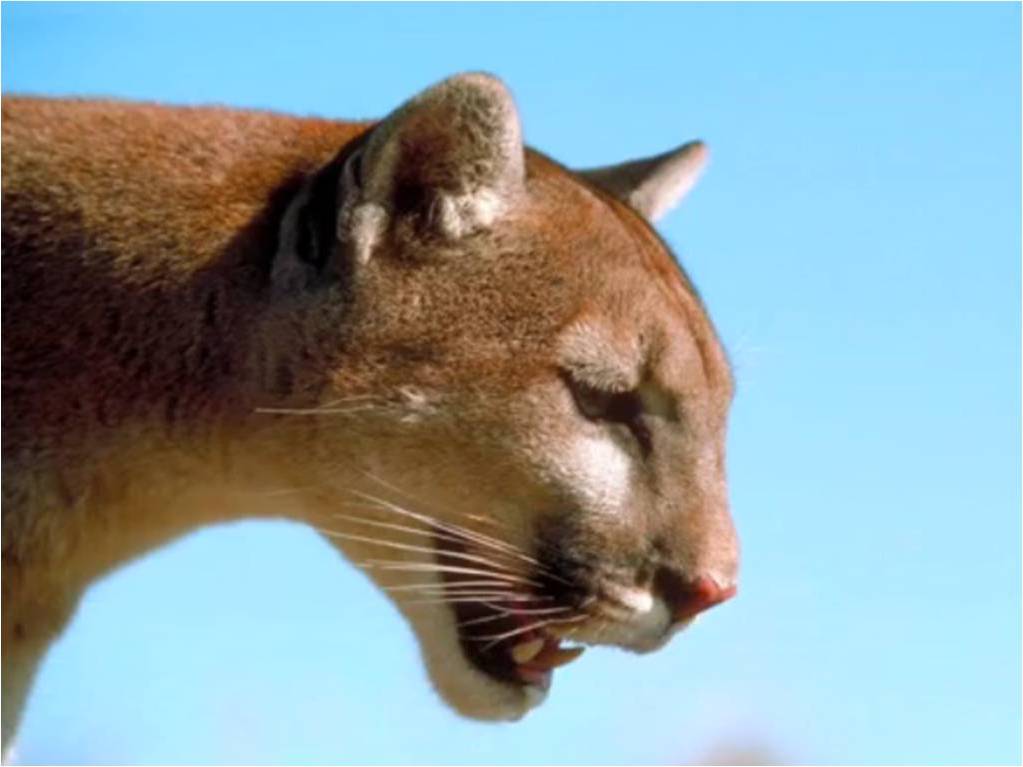 CALUMANI: EL SANTUARIO...