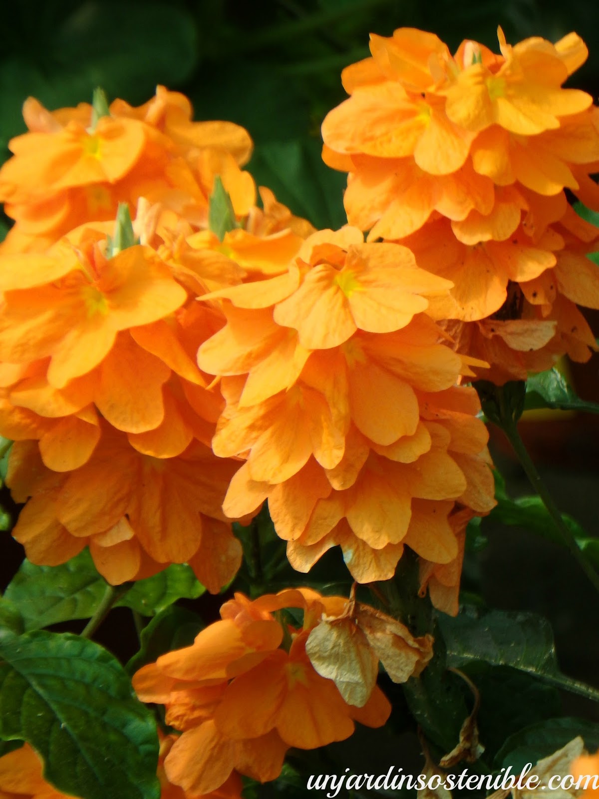 Crossandra infundibuliformis (Crosandra, justicia etc.)