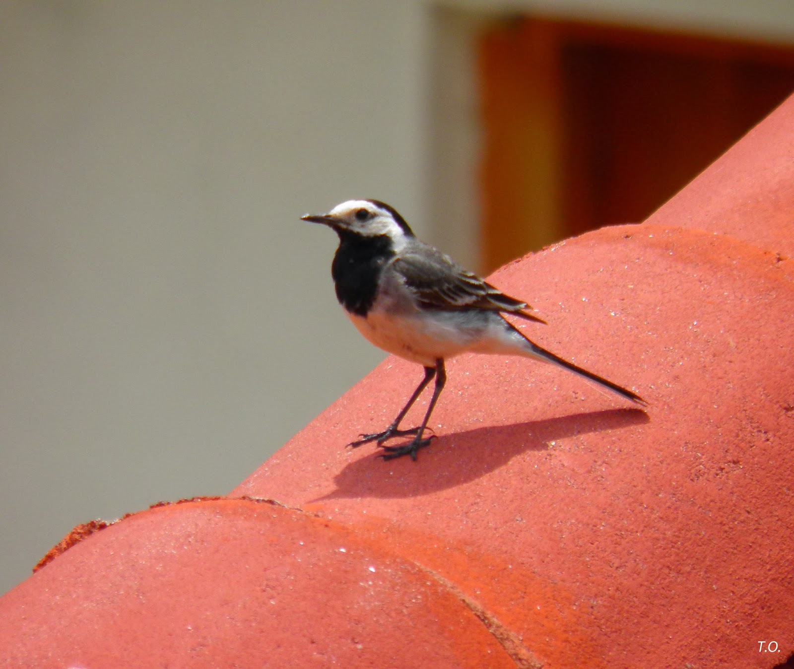 PASARI DIN ROMANIA: CODOBATURA ALBA, Motacilla alba