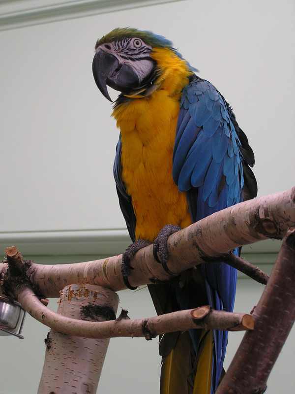 Fotki zwierzaków: Ara błękitna i ara hiacyntowa