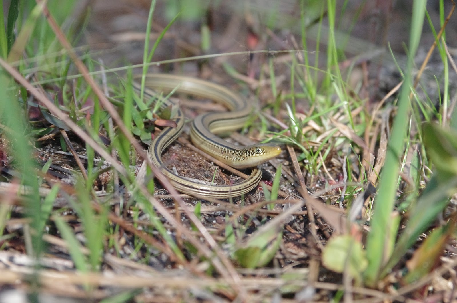 onward, westward: Mimic Glass Lizard and other highlights