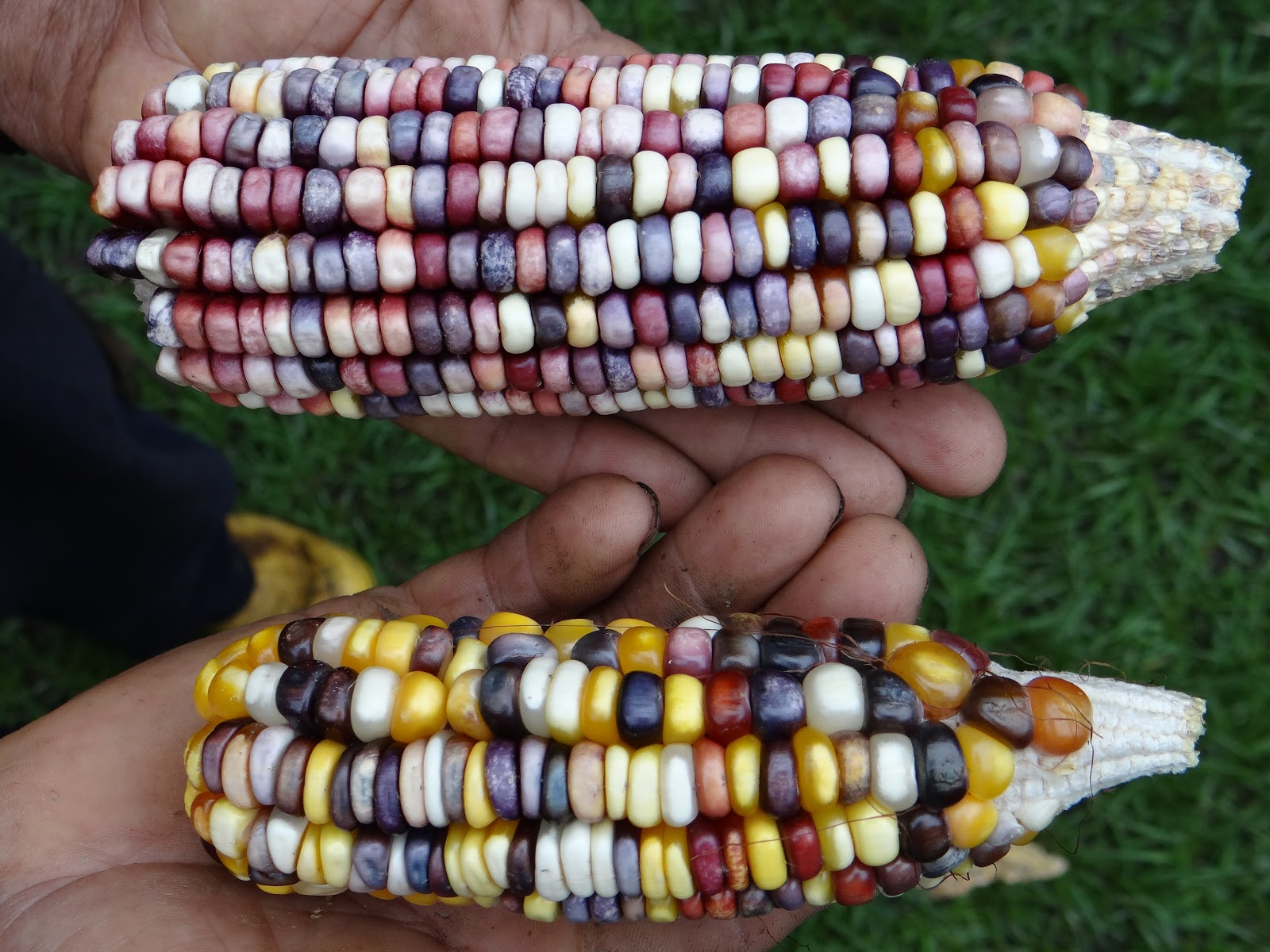 RESERVA NATURAL VICTORIA: EXPLOSIÓN MULTICOLOR DE NUESTRO MAIZ CRIOLLO