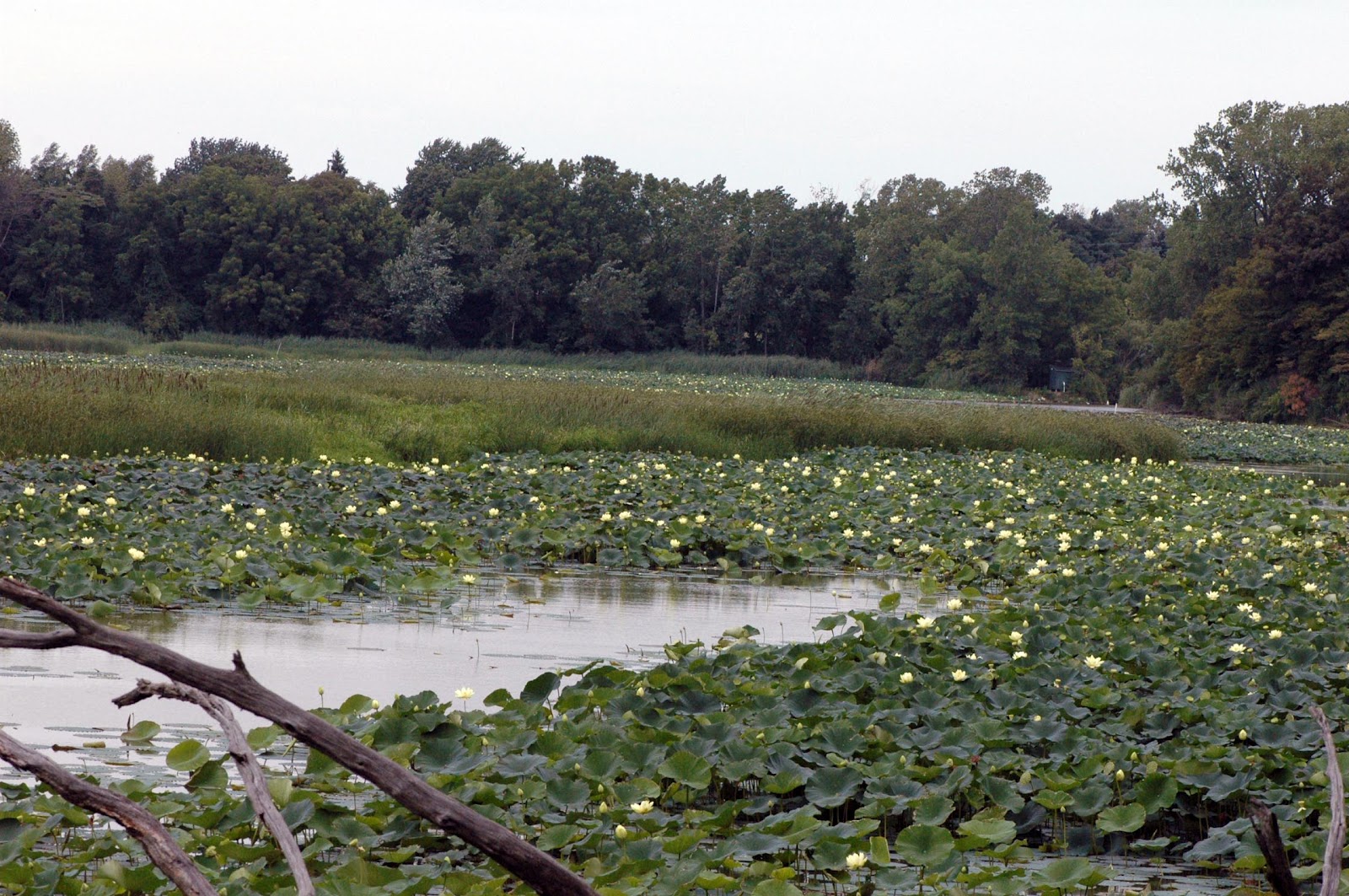 Field Biology in Southeastern Ohio: Wetlands In August