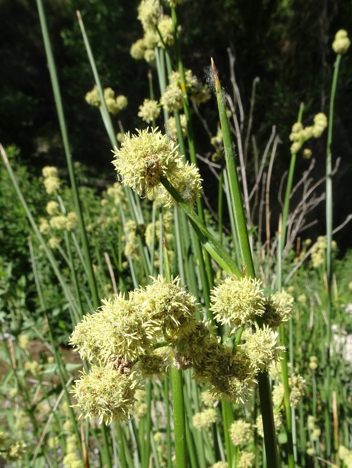 HERBARIO VIRTUAL DE BANYERES DE MARIOLA Y ALICANTE: Scirpus vulgaris ...