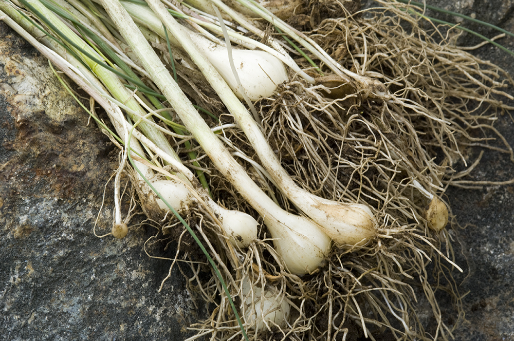 The 3 Foragers: Foraging for Wild, Natural, Organic Food: Field Garlic ...