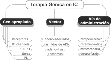 Insuficiencia Cardíaca: TERAPIA GÉNICA