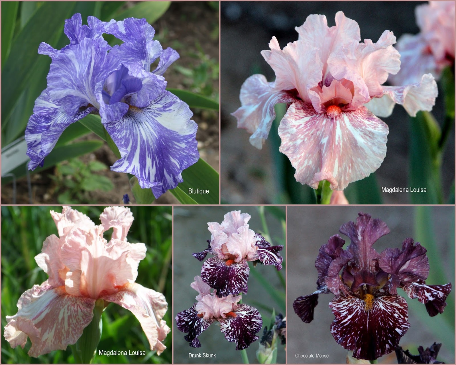 World of Irises: BROKEN COLOR IRIS ARE NOT FOR THE TIMID