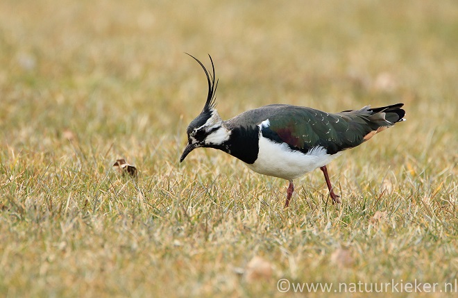 De Kievit is een kleurrijke weidevogel