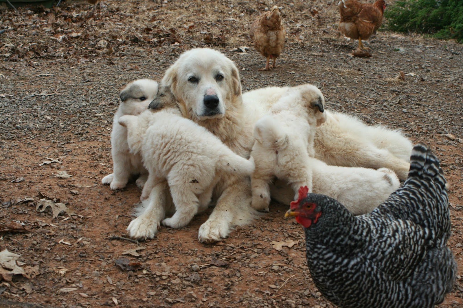 Hilltop Great Pyrenees: Covered Up in Kids!