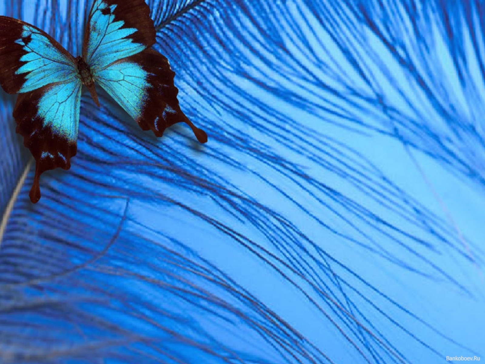 Blue Black Butterfly - Computer Screen Saver. PC Desktop Wallpaper.