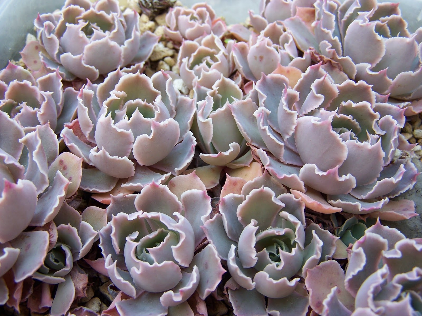 Oregon Cactus Blog: Echeveria 'Pink Frills'
