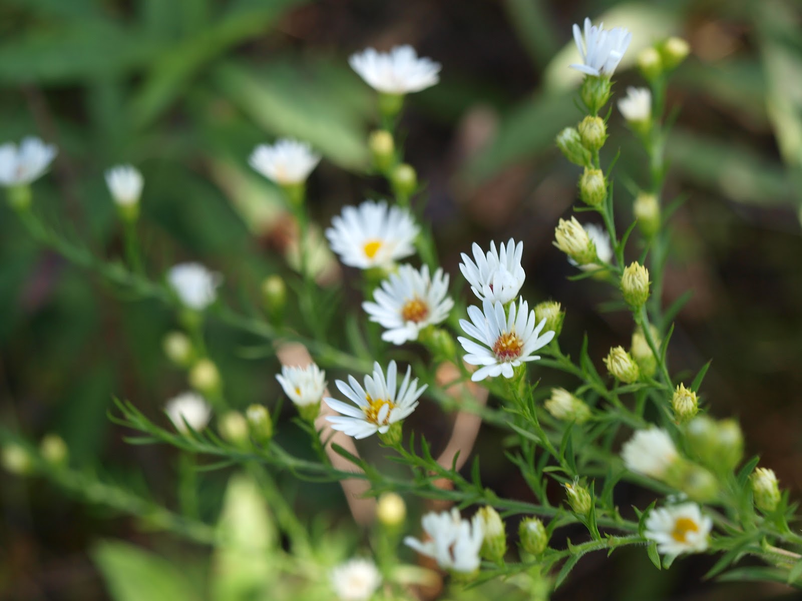 Nature Nerd: Asters & Goldenrods