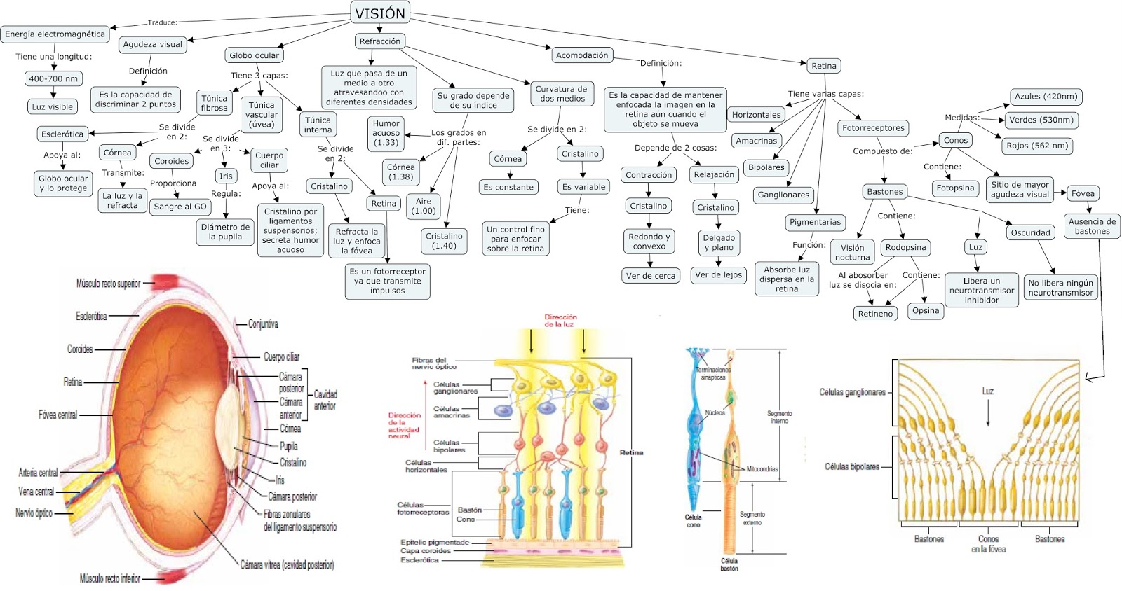 Fisiología Básica Y Médica Mapa Conceptual De Fisiología De La Visión