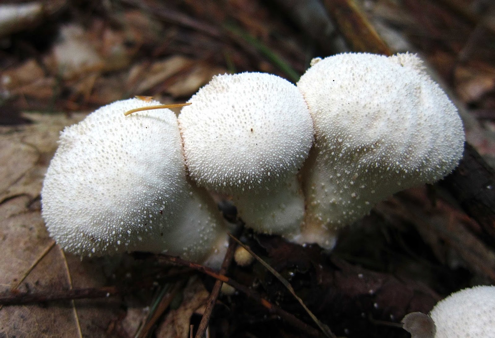 Saratoga woods and waterways: A Fine Day for Fungi