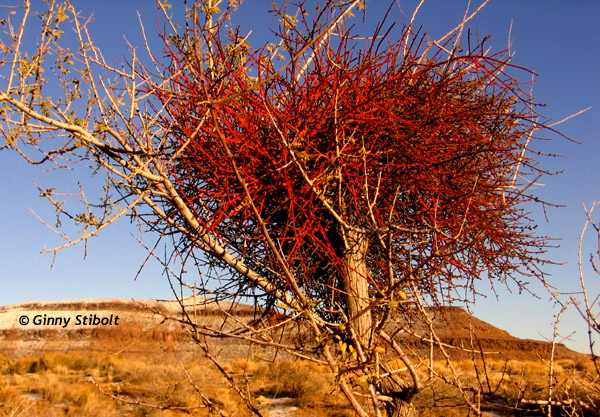 BeautifulNativePlants: The magic of the mistletoes