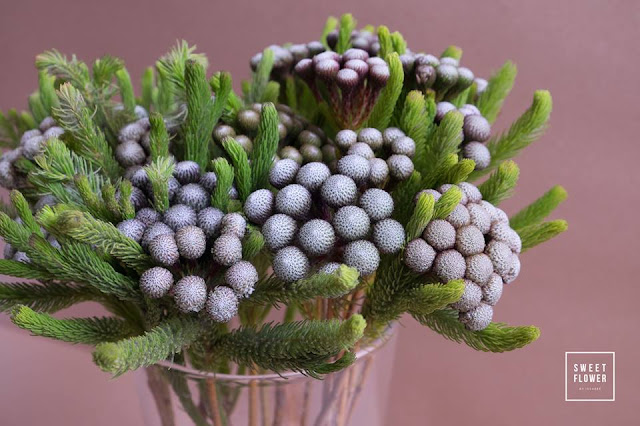 Brunia Flower Best Images Photography - Gardening