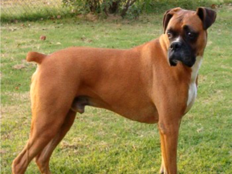 Infocardiovet: Cardiomiopatia aritmogena del ventricolo destro del ...