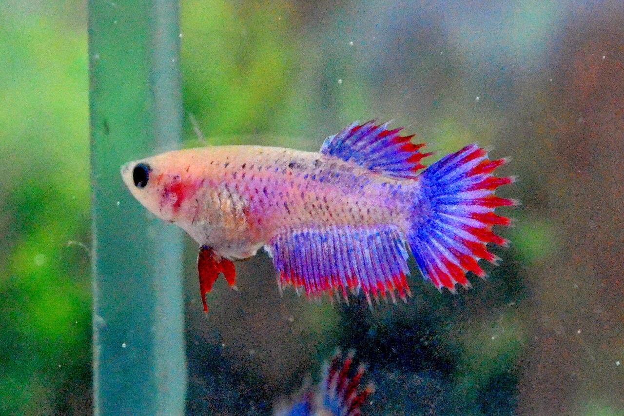 FCT02 - Apache Female Crowntail ! ~ Betta 138