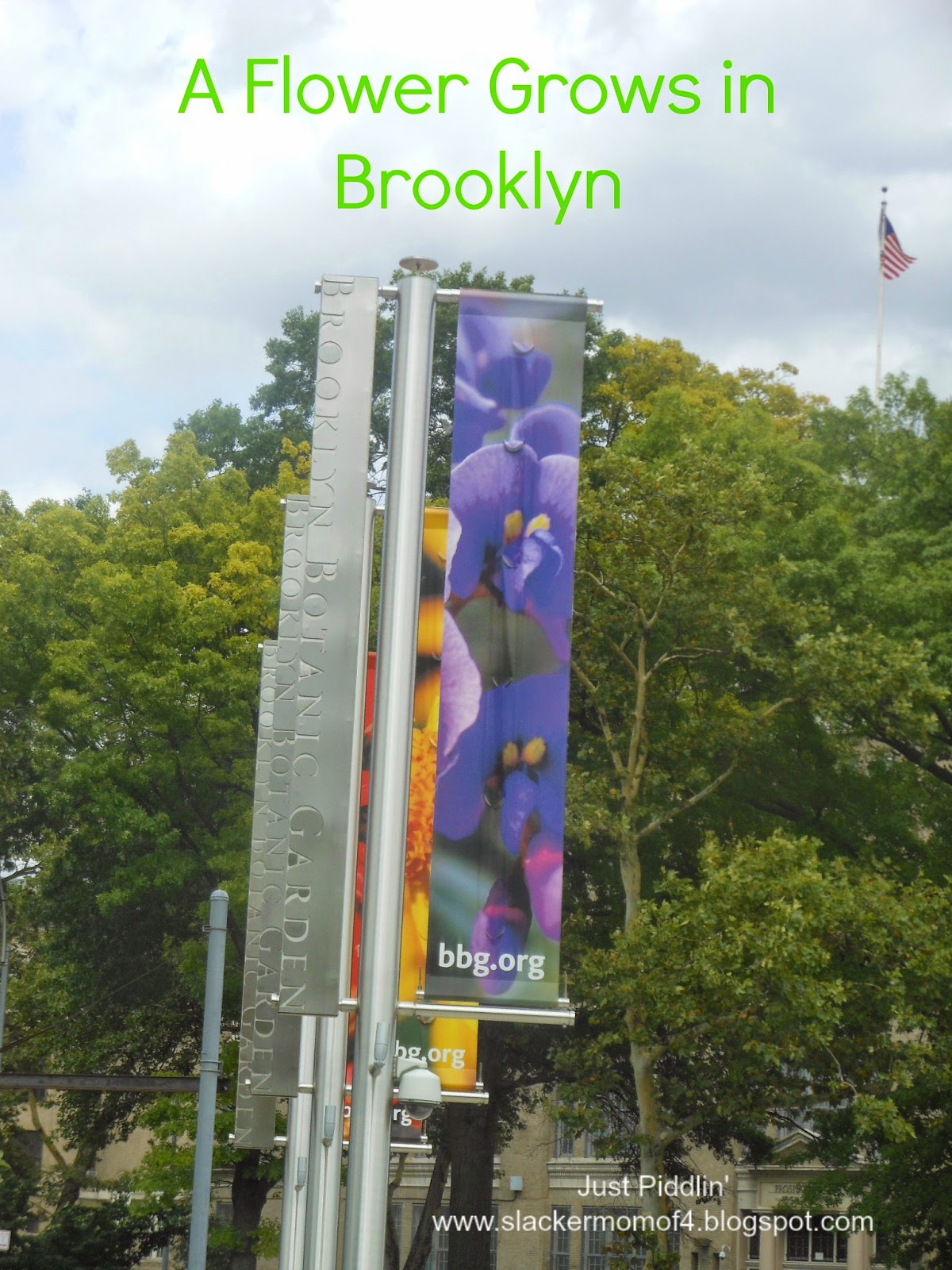 just piddlin': A Flower Grows in Brooklyn (Botanical Gardens)