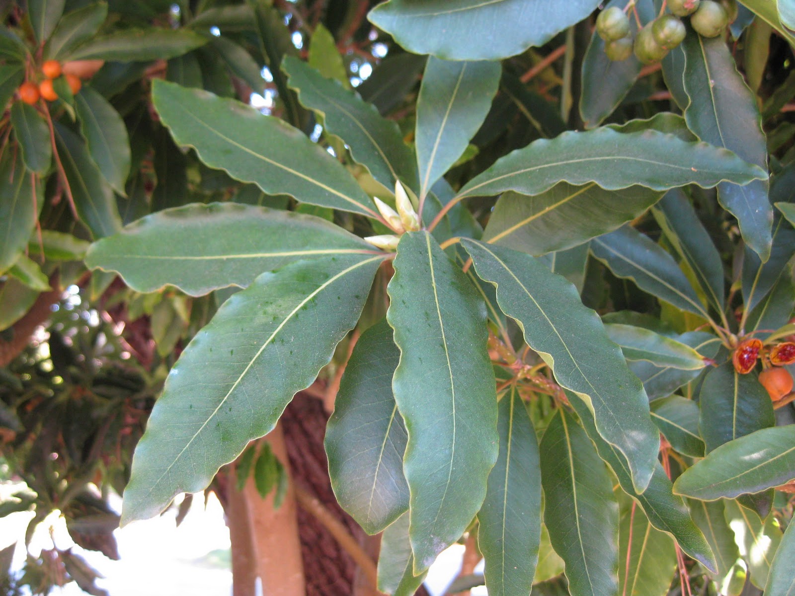 Trees of Santa Cruz County: Pittosporum undulatum - Victorian Box