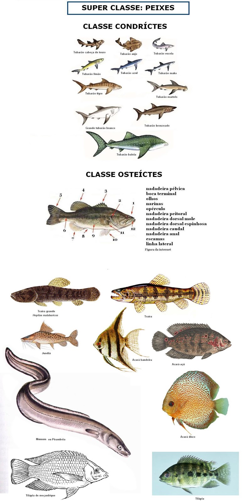 BIOLOGIA - CIÊNCIA DA VIDA: SUPER CLASSE PISCES (PEIXES)