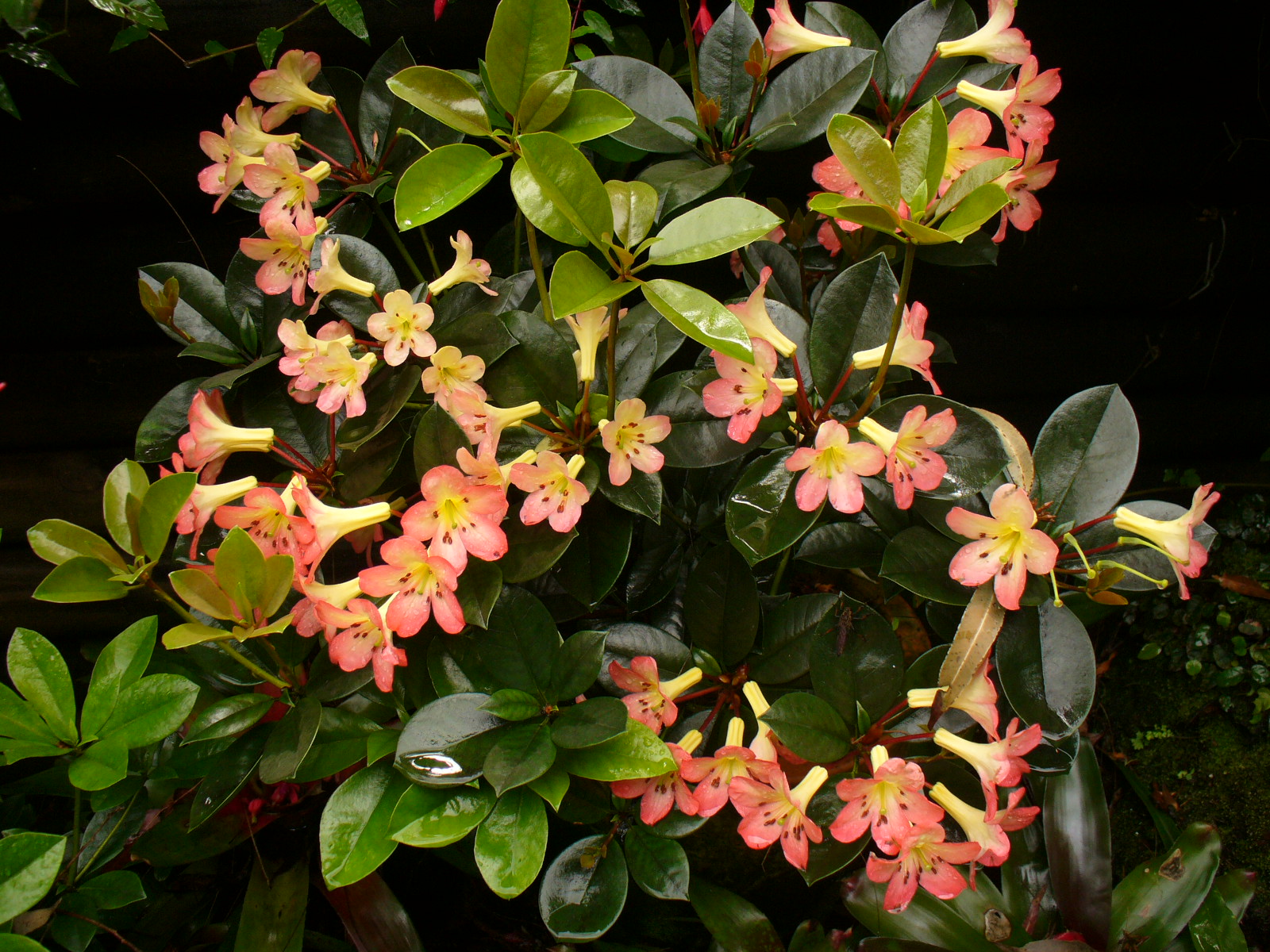 Frog Garden: Vireya Rhododendron "Kisses"