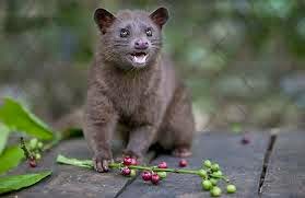 Musang Indonesia