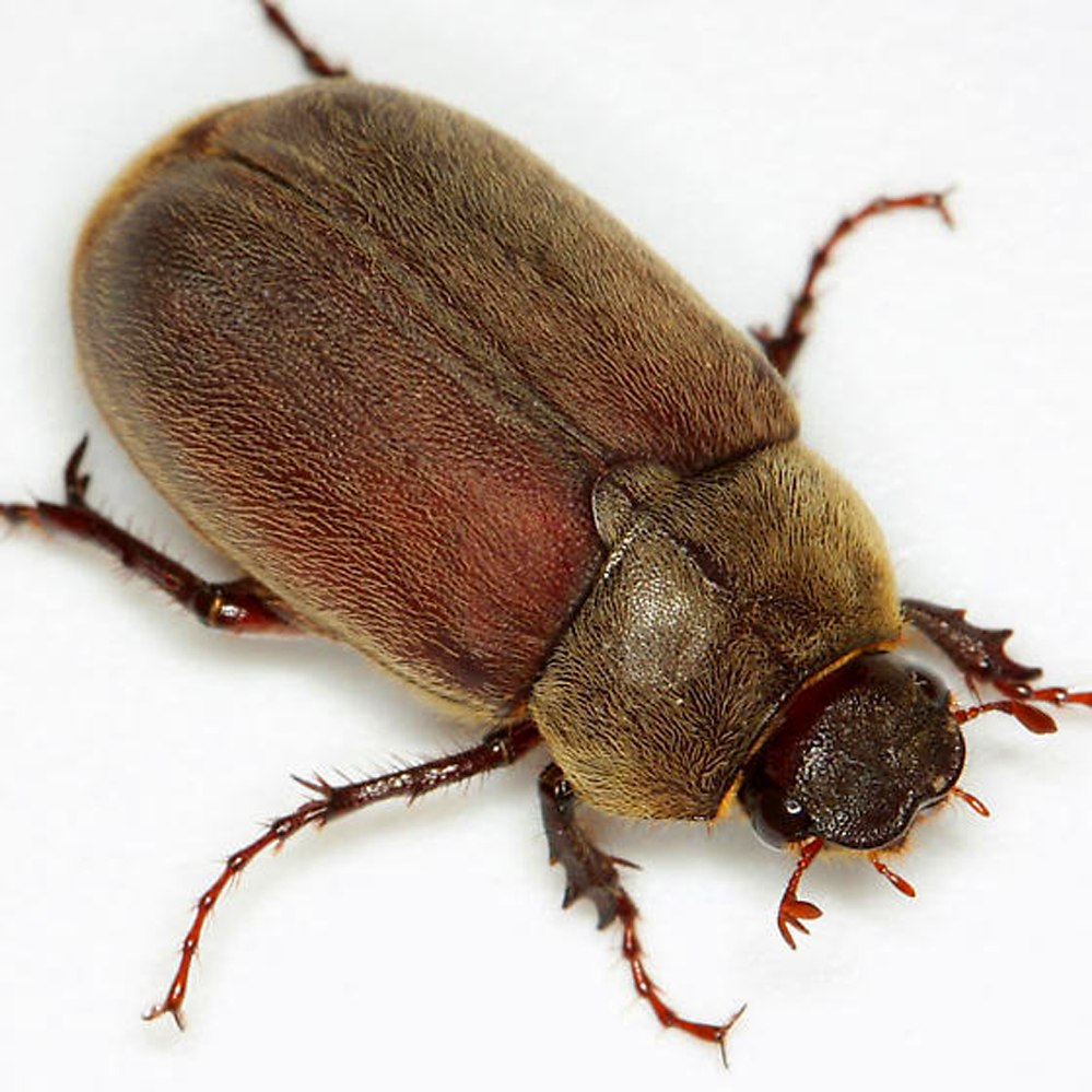 ANIMALES MÁS COMUNES | EL MUNDO DE WILLIAM GUZMÁN