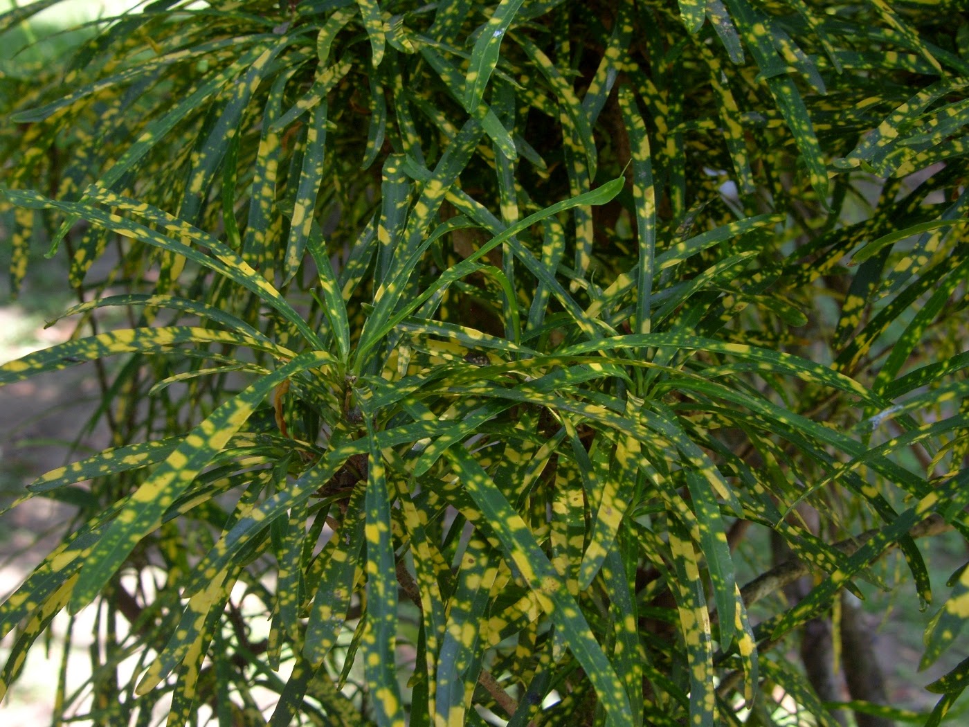 Garden Plants Tobago: Croton Pictum spot dwarf ( Codiaeum variegatum )
