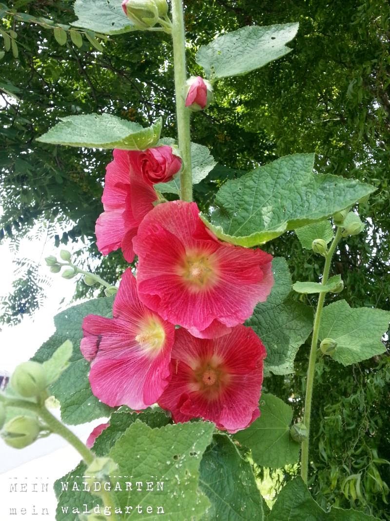 © Mein Waldgarten: Weisse und zweifarbige Stockrosen + gefingerte Blätter