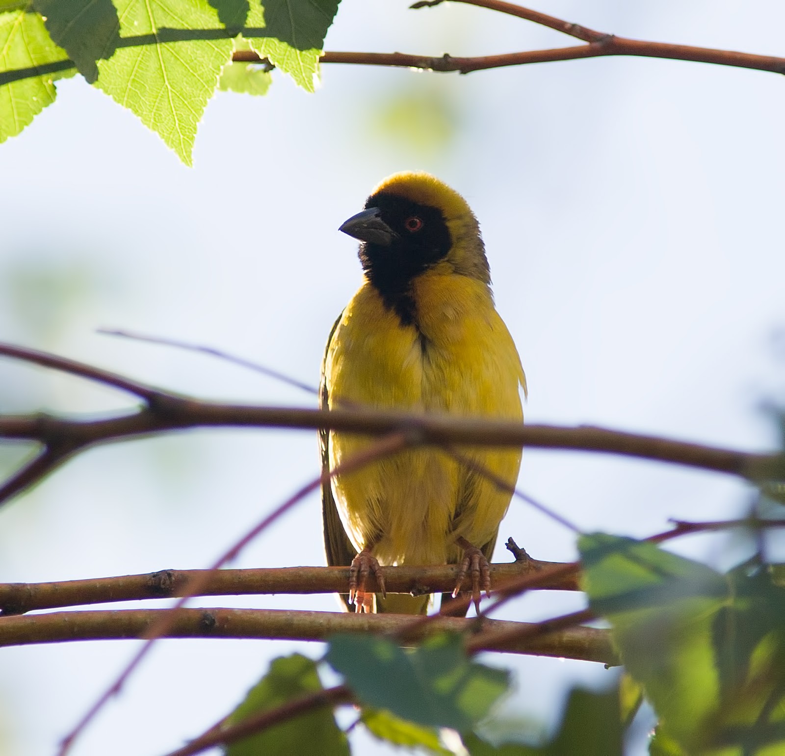 vaping mothman: BIRDS OF MY TRIP TO SOUTH AFRICA PART 1