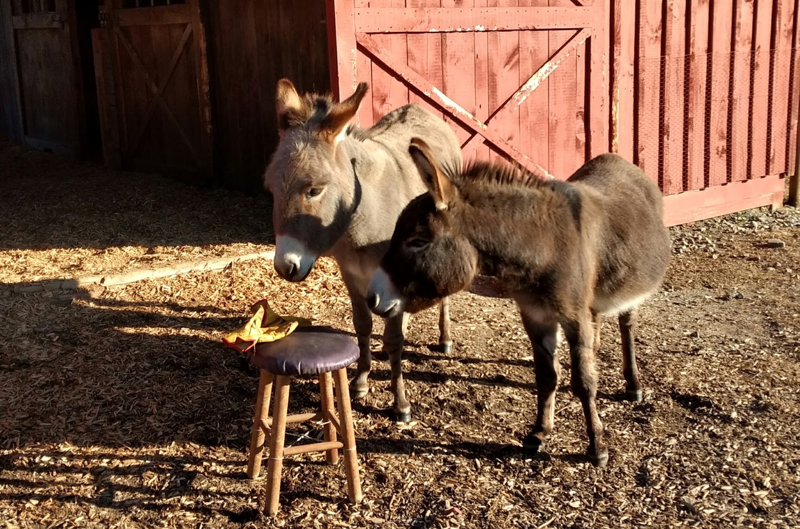 Our Tiny Farm NC in Western NC: Pictures of Our Mini-Donkeys