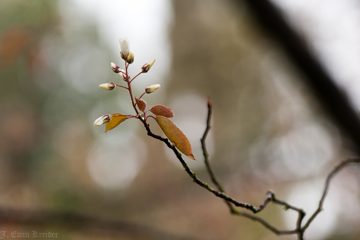 Kreider's Korner Photographs: Saskatoon tree blossoms