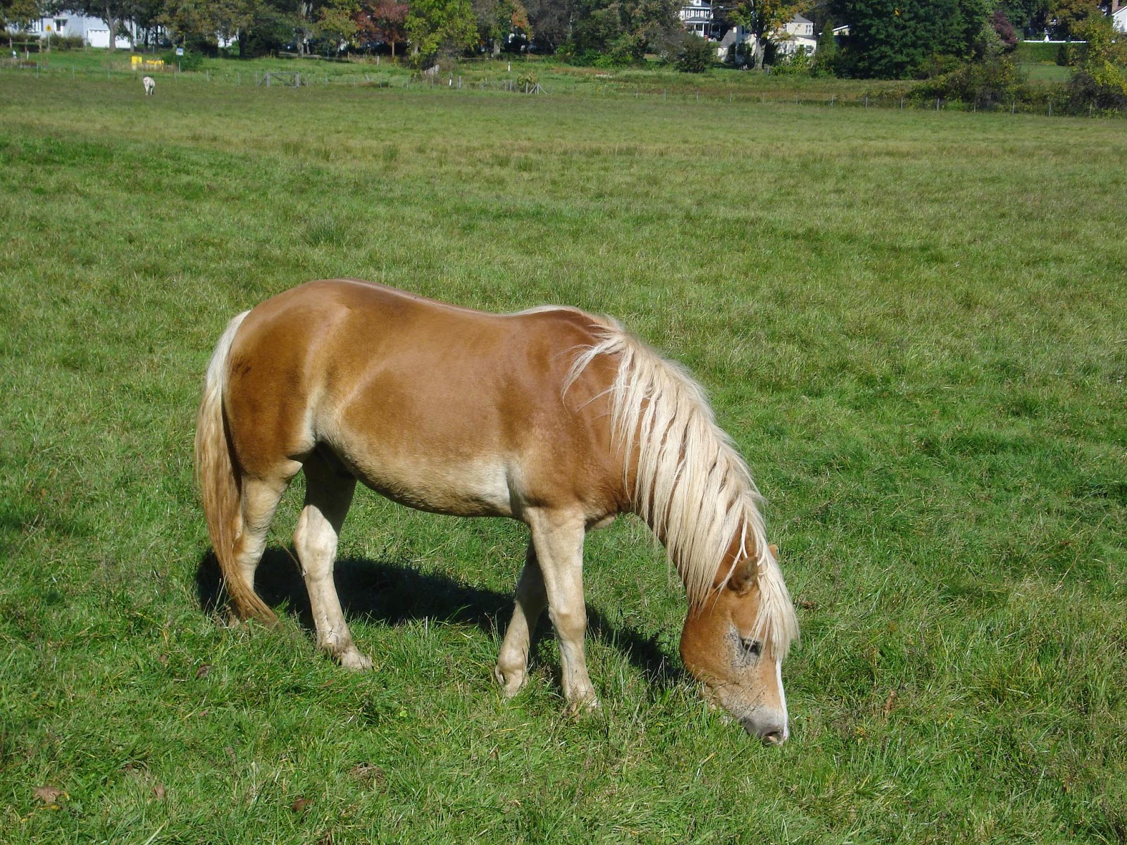 Green Grandma: Where's the pony?