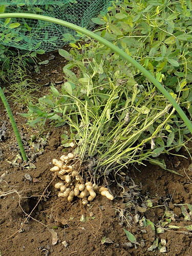 Italyanello in Giappone: Bagigi! ピーナッツ！