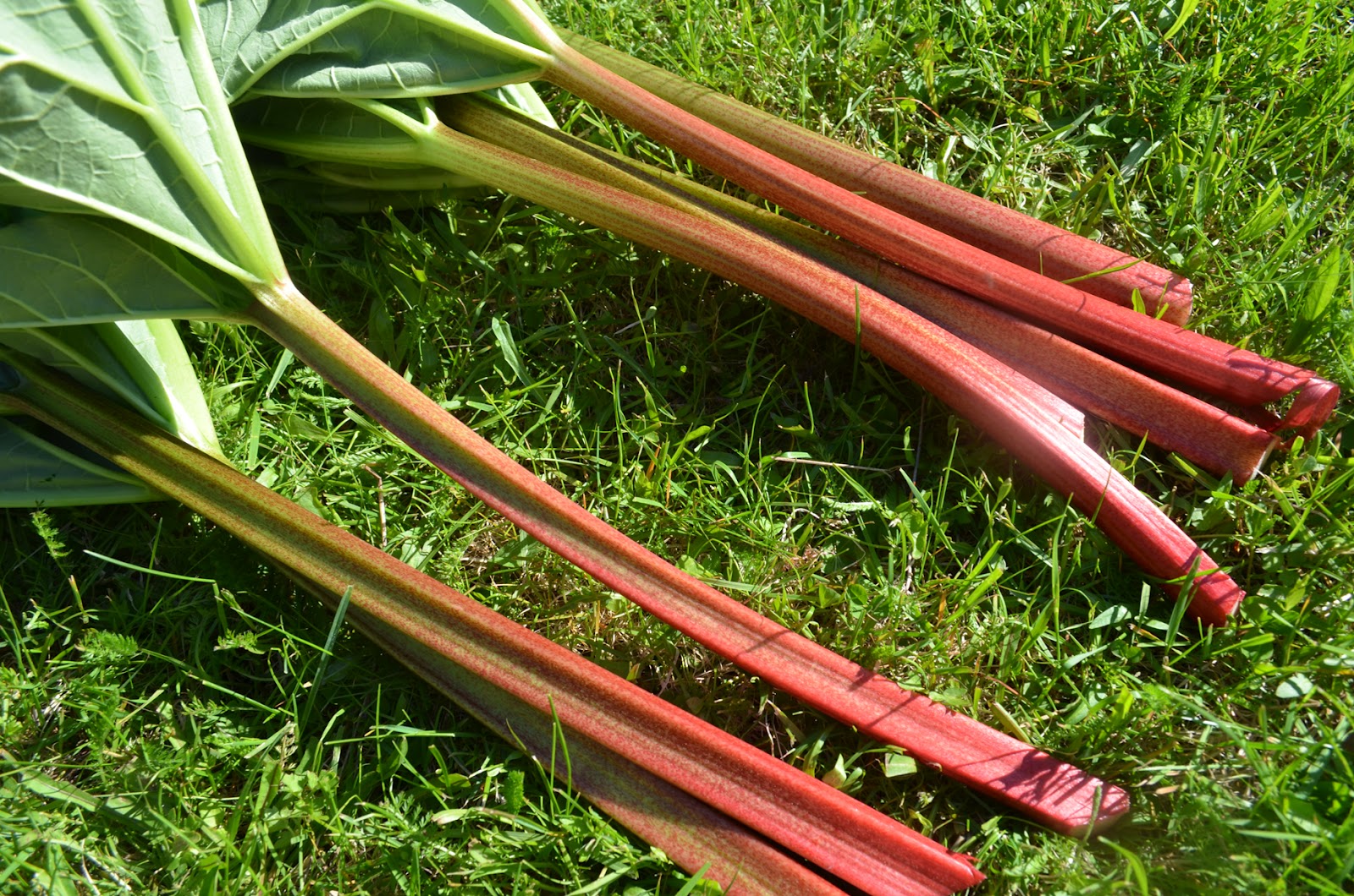 Snögumman: Rabarber