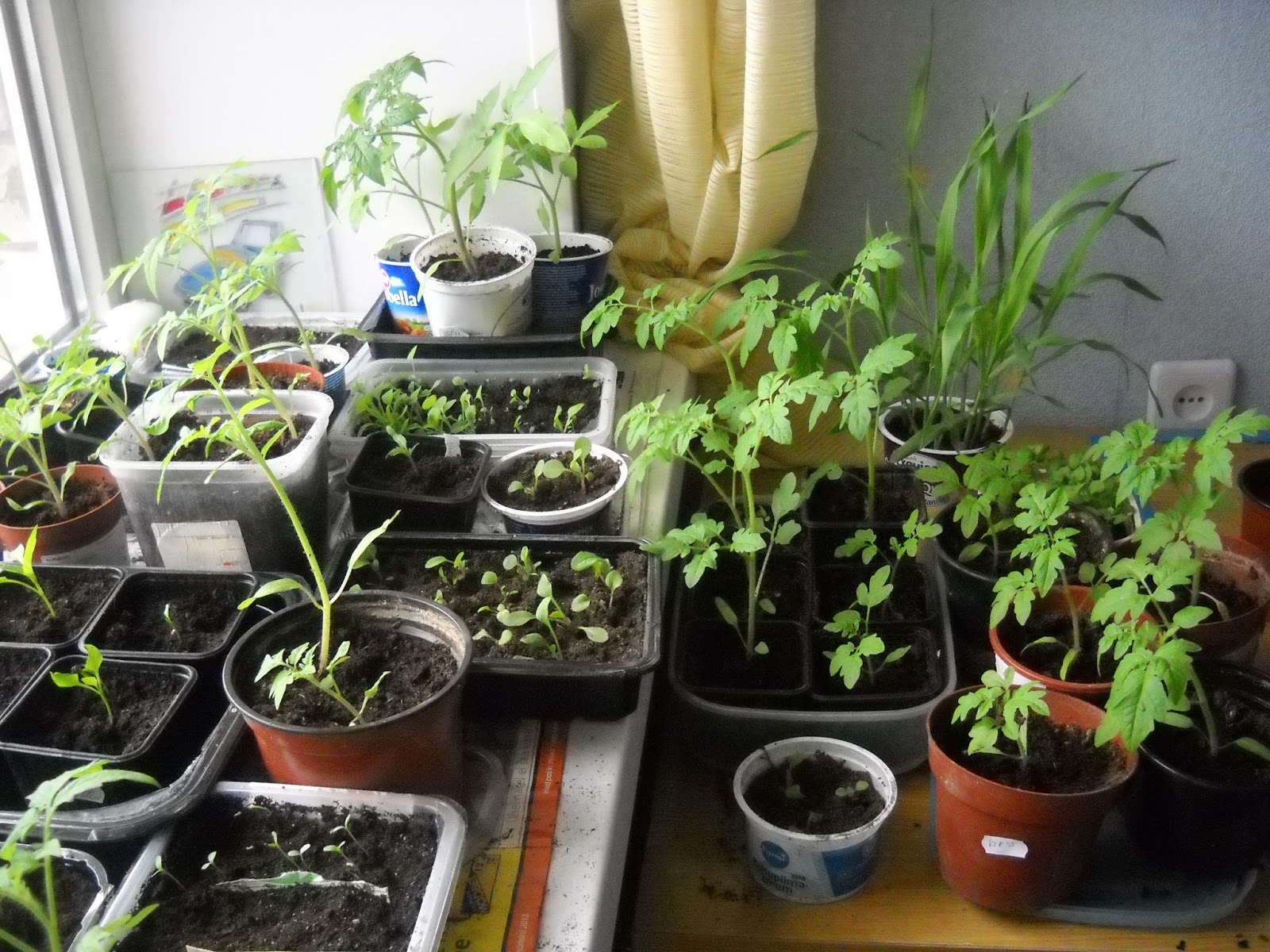 Kadri: Mõnd kevade pildid.