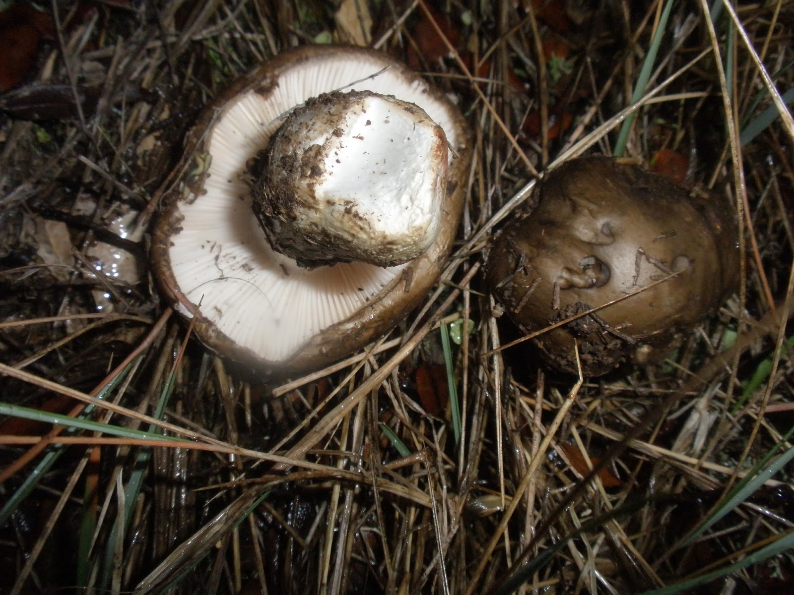 Hongos y setas Serrania Conquense: SETAS DE INVIERNO
