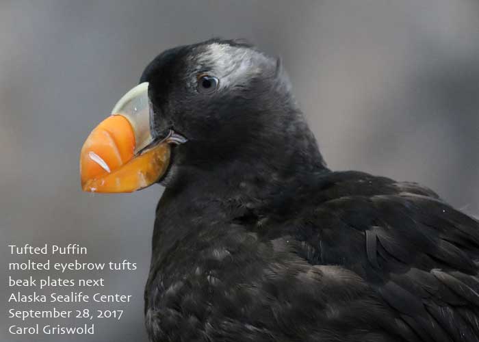 Sporadic Bird from Seward, Alaska : Thursday, September 28, 2017 Alaska ...