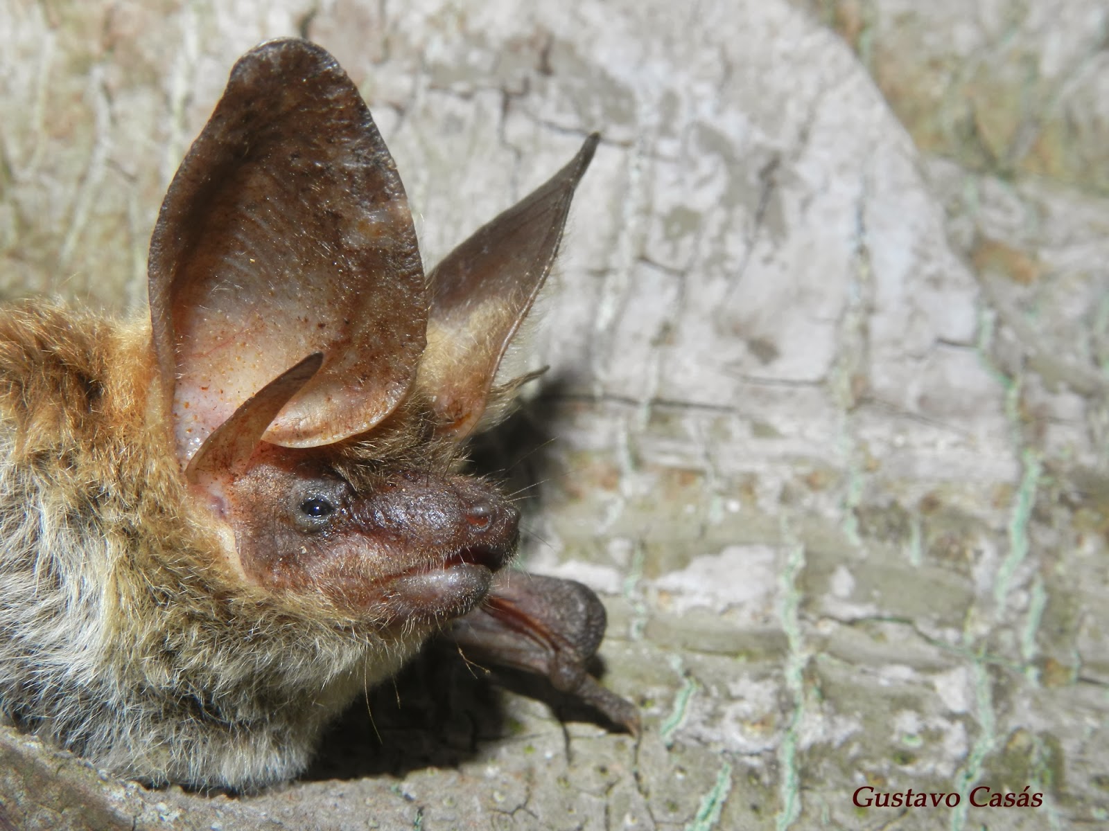 MAMIFEROS: Histiotus montanus - Murciélago orejudo común.