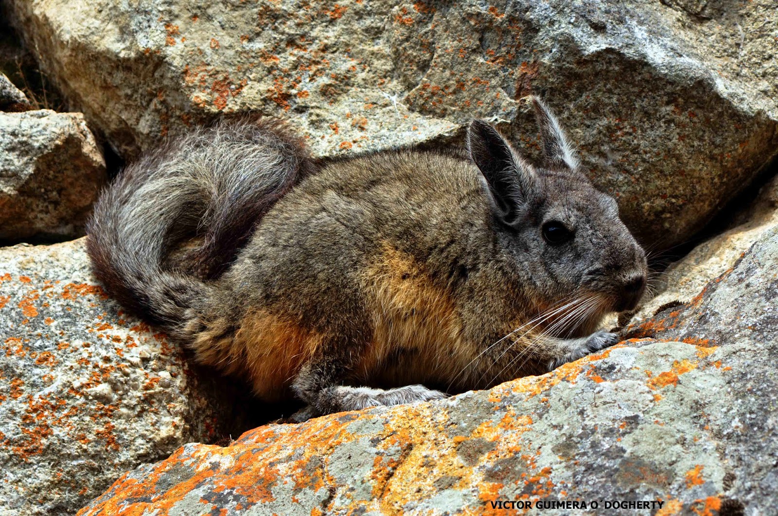 Mis imágenes de aves: VIZCACHAS EN MACHU PICCHU