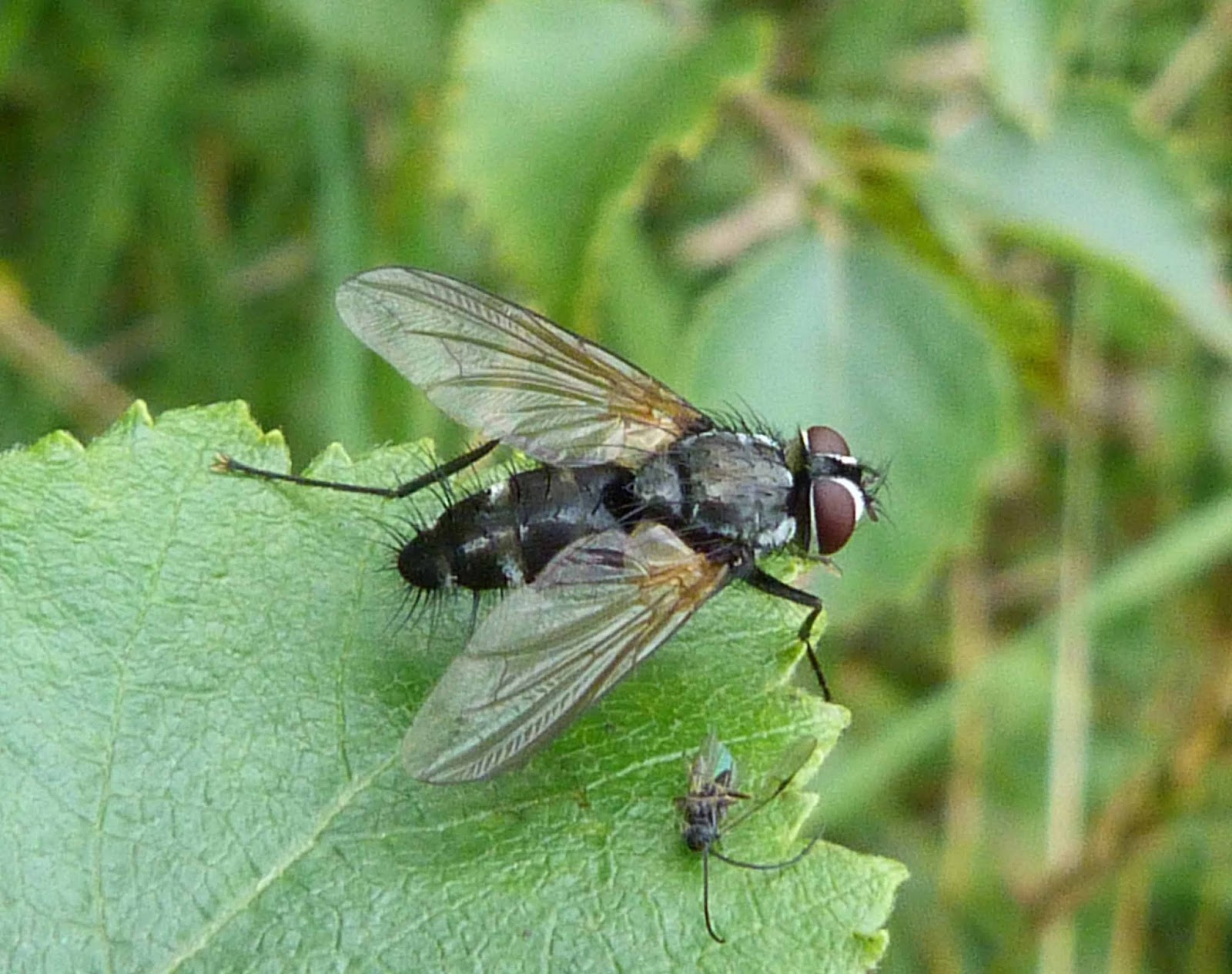 Insects of Scotland: Tachinids