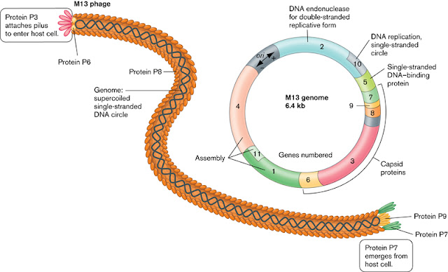 science circle: Phage display 和小抗體製造