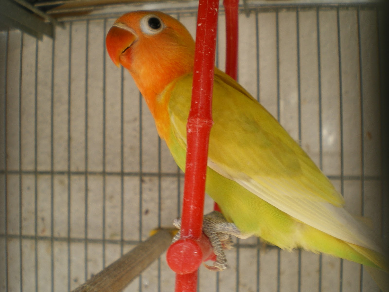 La clave es la inspiración: Agapornis papilleros ! *o*